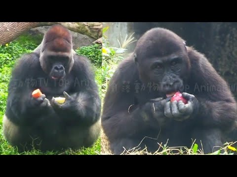 Mealtime Delight: Ringo Gets His Favorite Passion Fruit!😍用餐時間，林戈拿到最愛的 ...