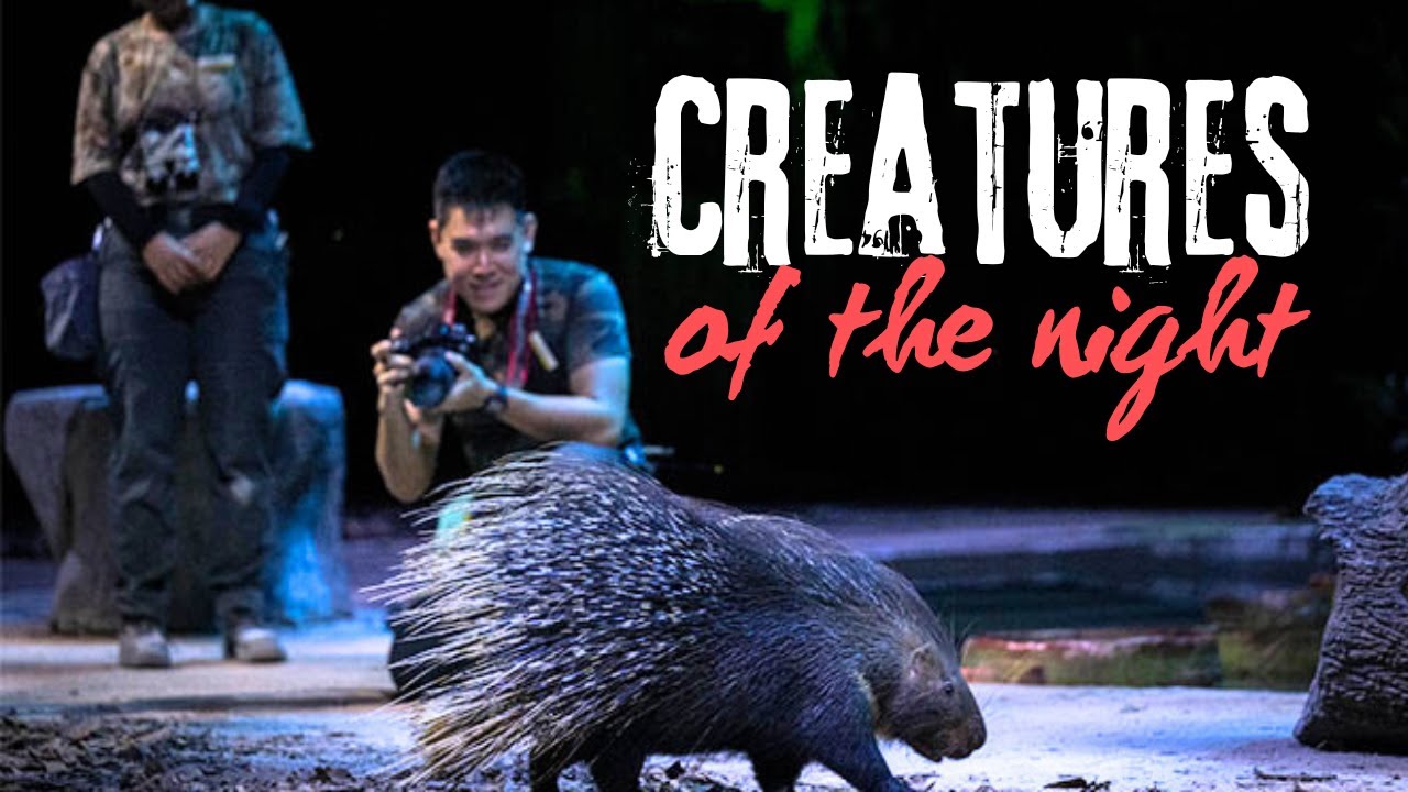 Creatures of the Night - FULL SHOW | RoamDineUnbox | Singapore Series ...