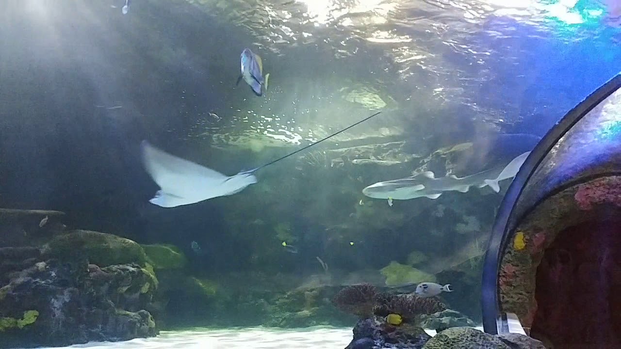 Red Sea Tank at Virginia Aquarium & Marine Center - YouTube