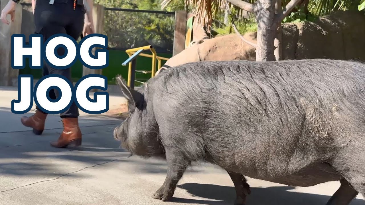 hog jog - YouTube