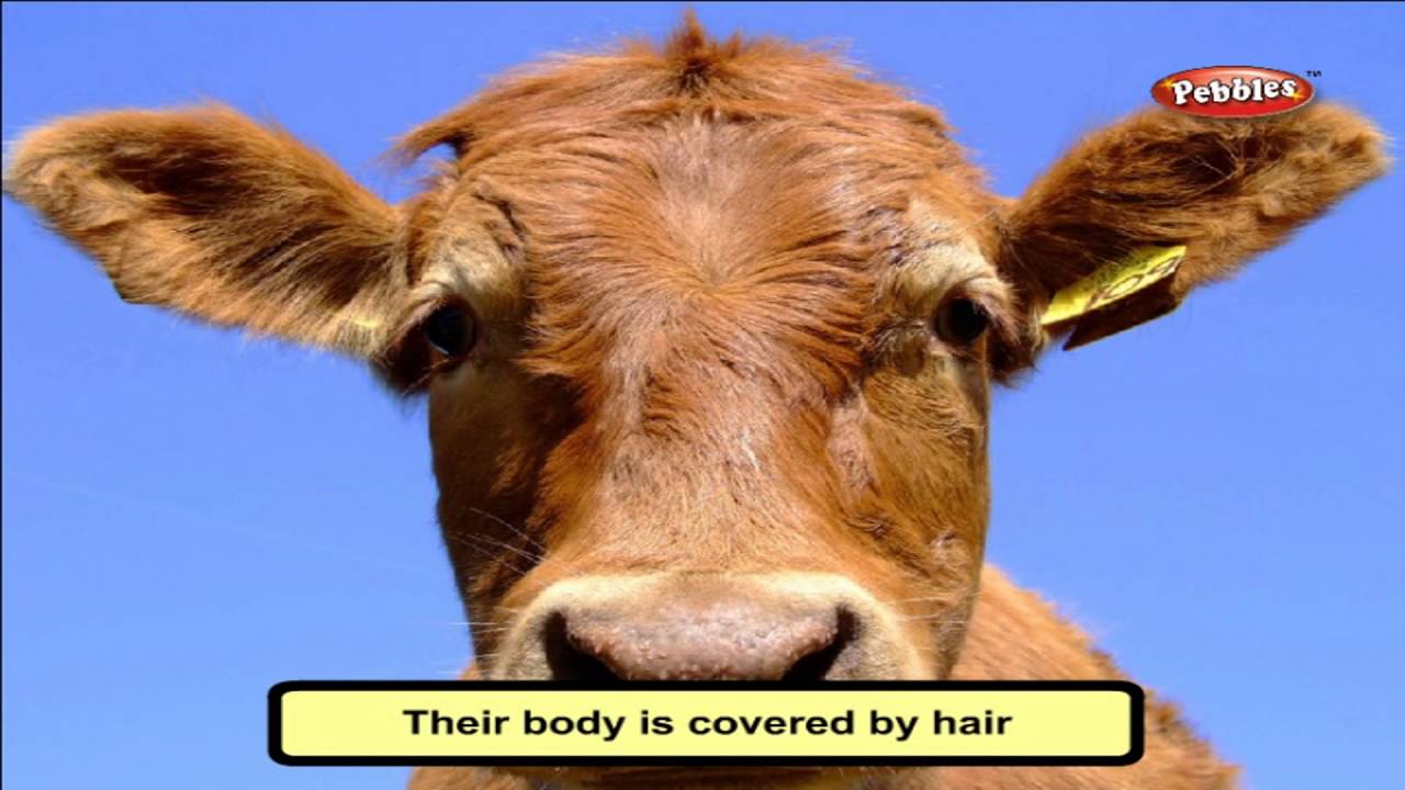 Cbse 4th CBSE SCIENCE ADAPTATIONS How Animals Survive NCERT Cbse 4th CBSE SCIENCE ADAPTATIONS How Animals Survive NCERT