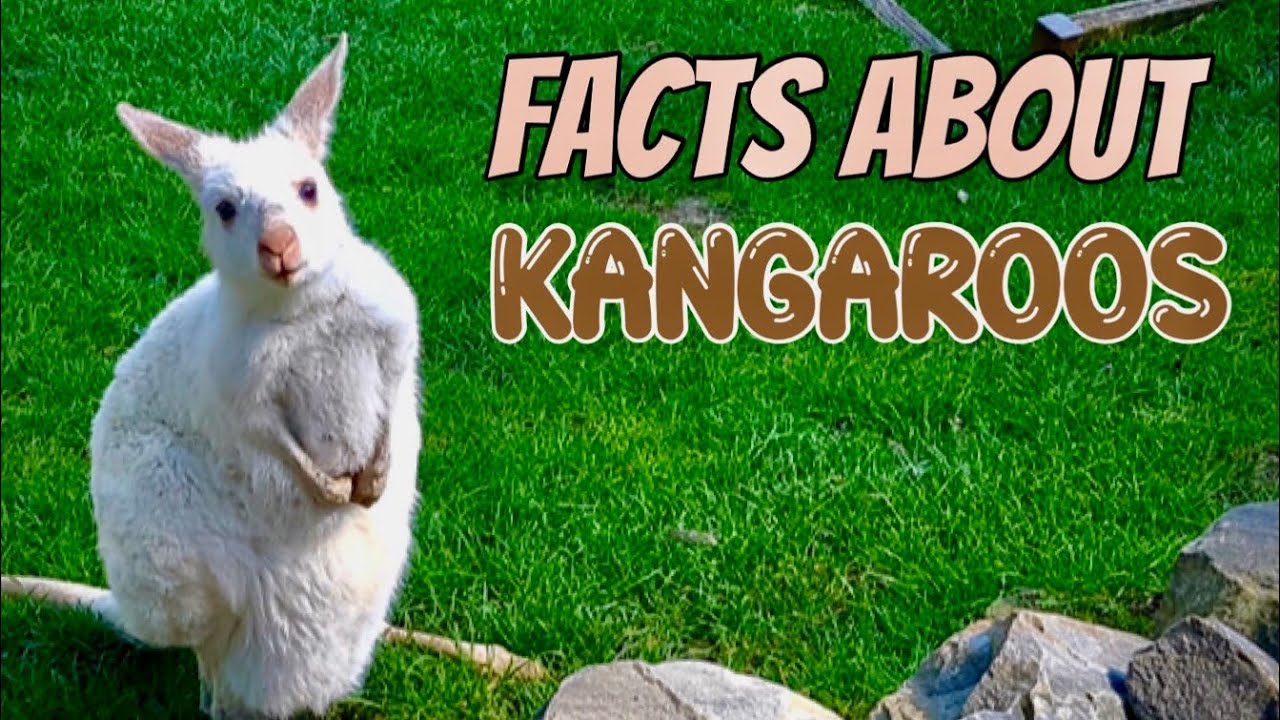 Facts About Kangaroos - YouTube