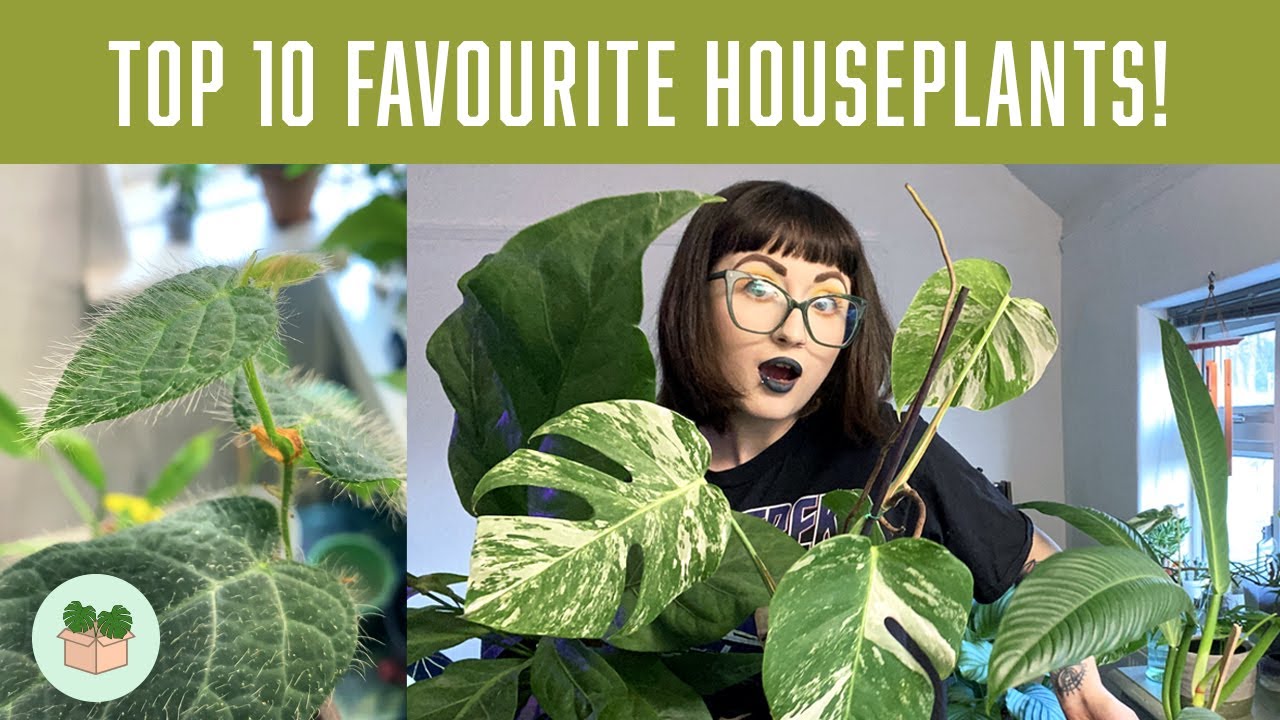 Top 10 all-time favourite houseplants 🪴 (you should grow these plants ...