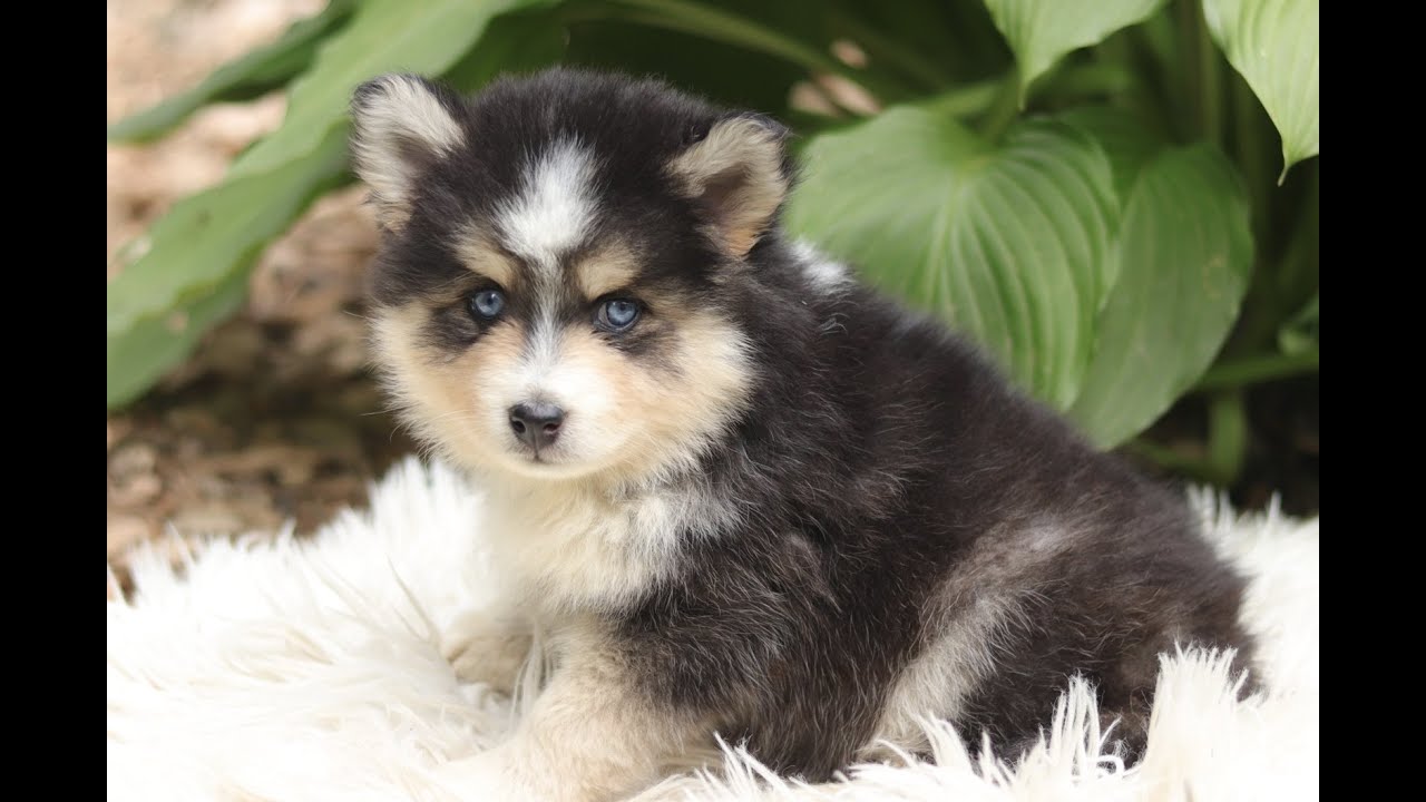 Pomsky Puppies for Sale - YouTube