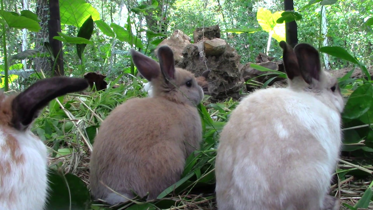 May Rabbits See pt. 4 - YouTube