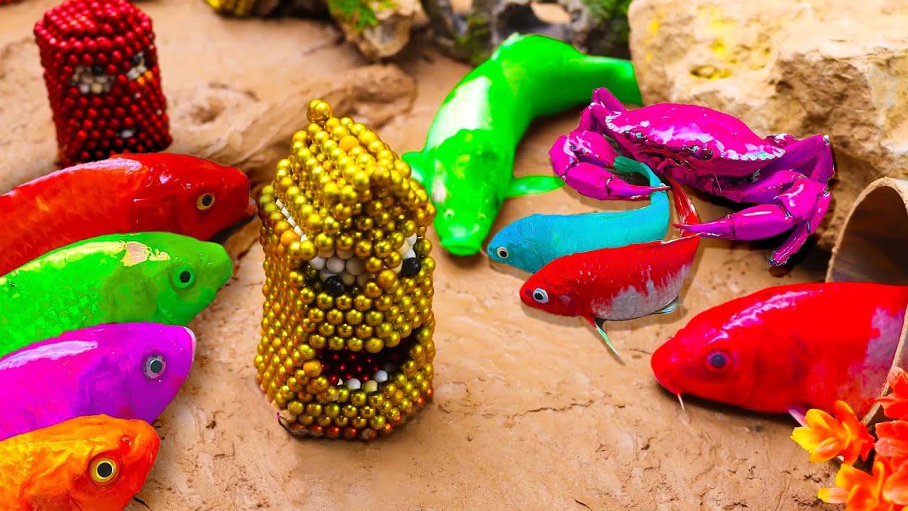 Smallest Fish into Biggest Fish Stop Motion ASMR - Frog Saving Petsmart ...