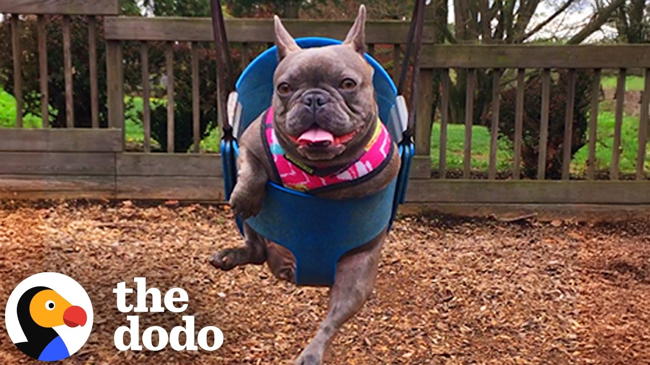 Why Dogs Are The New Kids For Millennials And Gen Z | The Dodo - YouTube