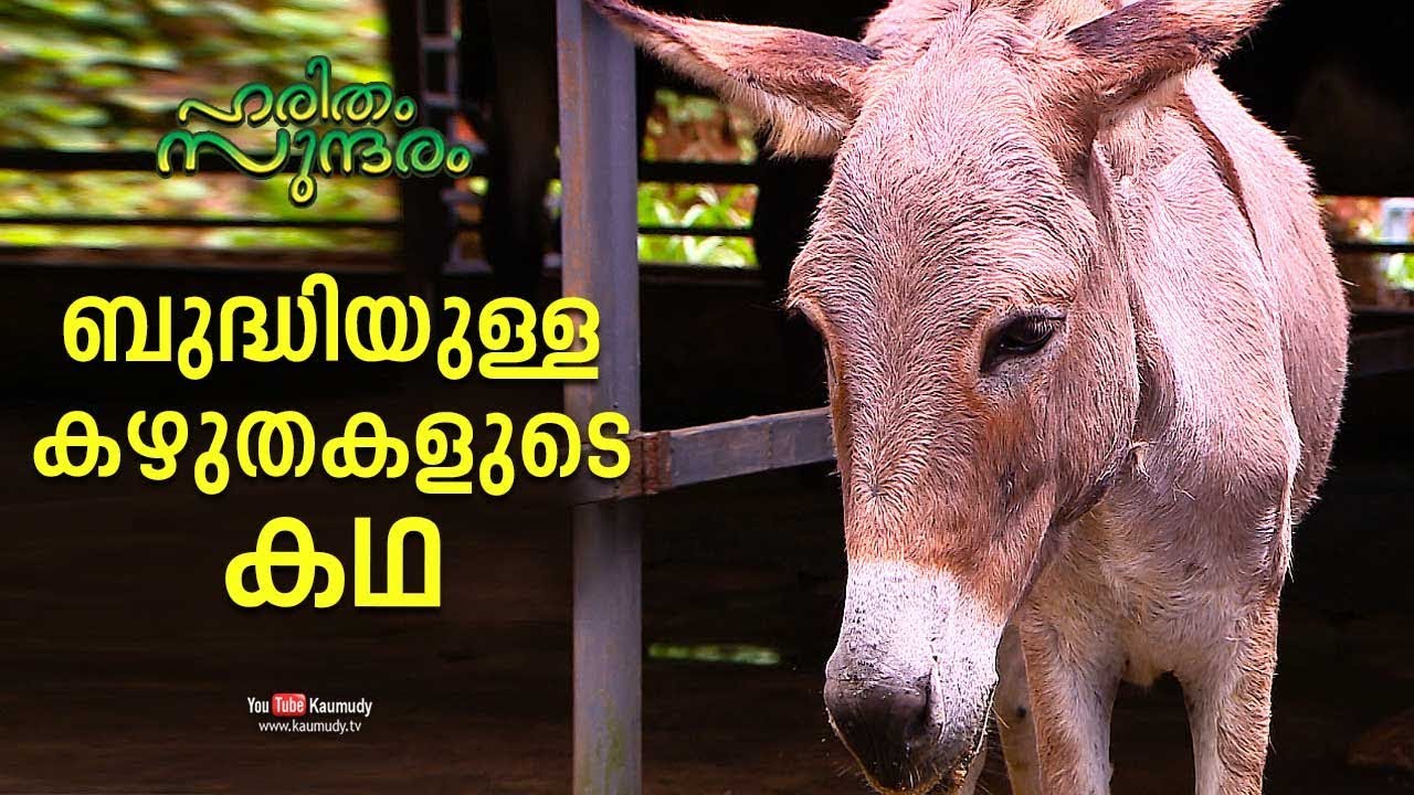The Story of Intelligent Donkeys | Dolphin IBA Donkey Farm | Haritham ...