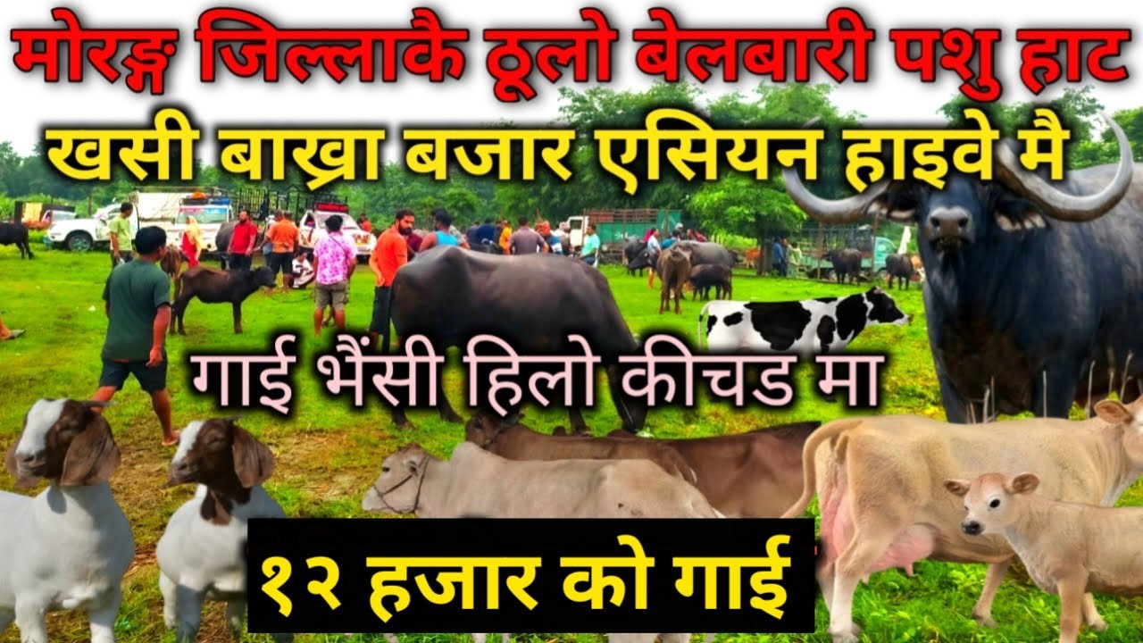 Belbari Pashu Hat. बेलबारी पशु हाट। Unorganized Animal Market. # ...