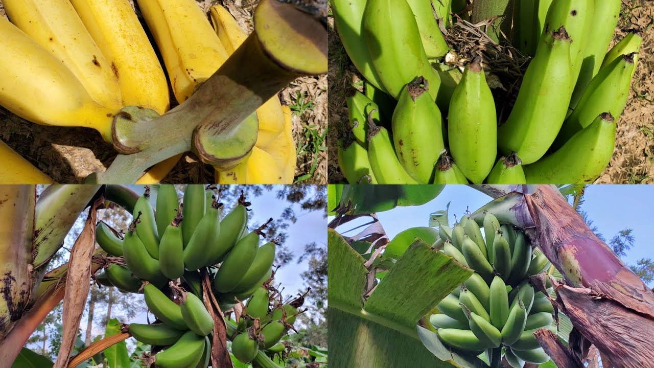 "The Hidden Secrets of Uganda's Banana Varieties Revealed!" - YouTube