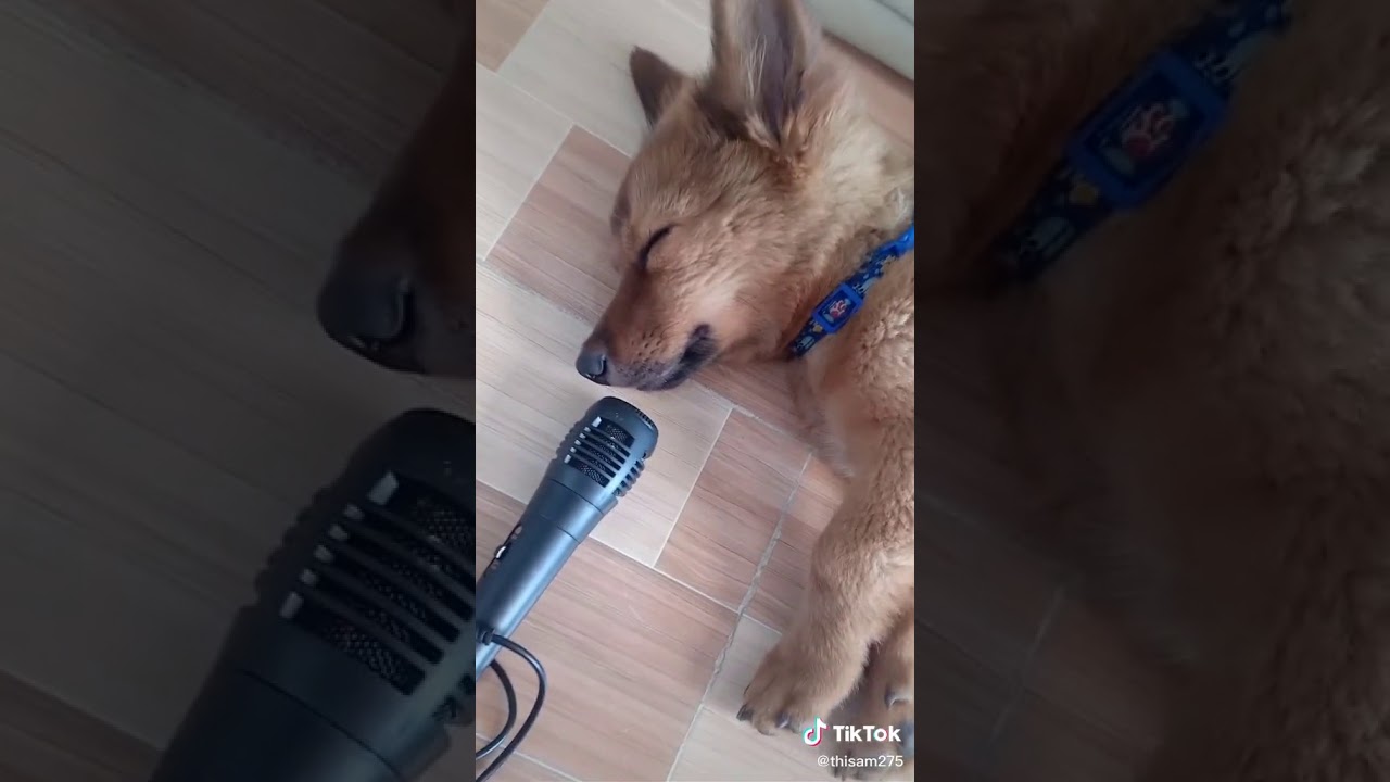 funny pets - dog singing through its snoring @thisam275 - YouTube