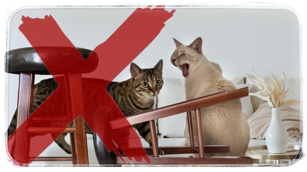Kitten Challenge Fail - YouTube