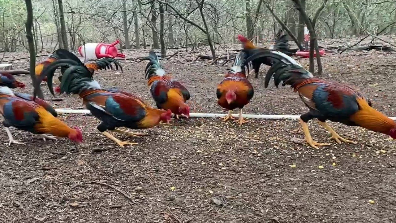 ganito dapat mag alaga ng manok panabong - YouTube