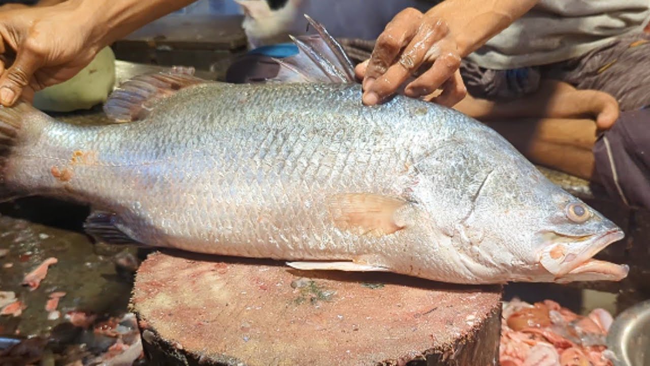Amazing Huge Bhetki Fish Cutting Live In Fish Market | Fish Cutting ...
