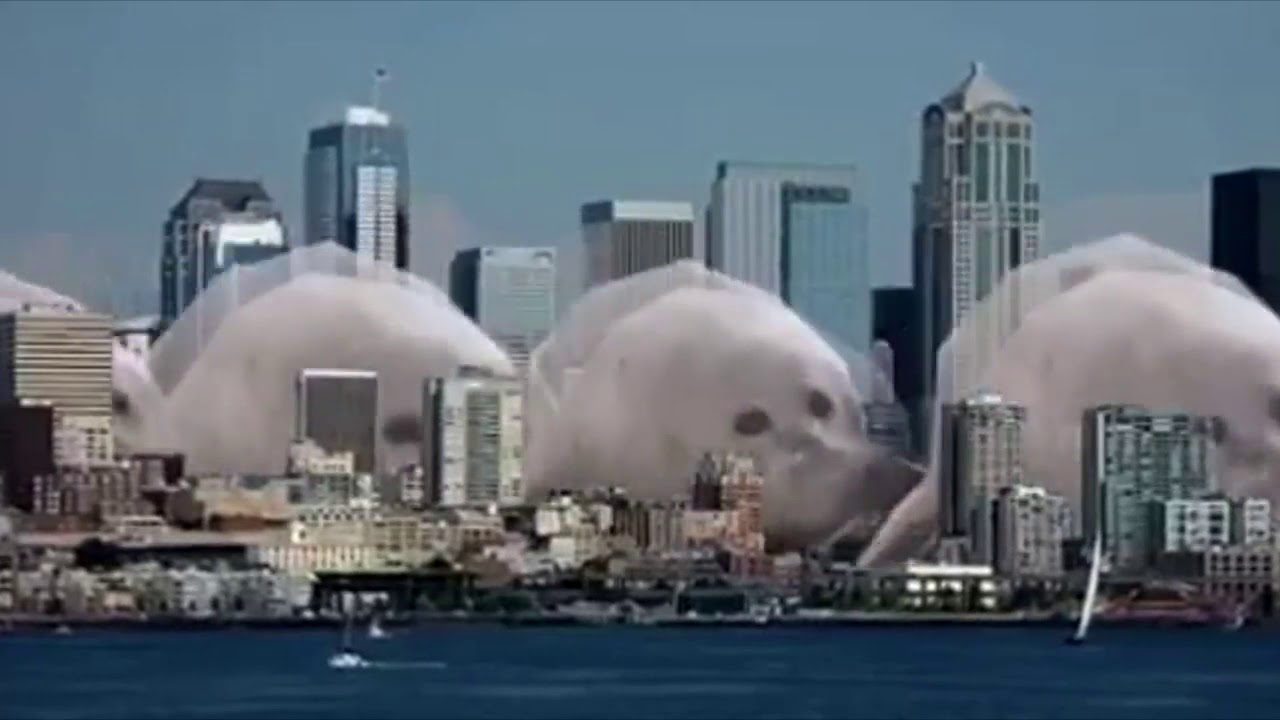Bouncing Seals 10 Minutes - YouTube