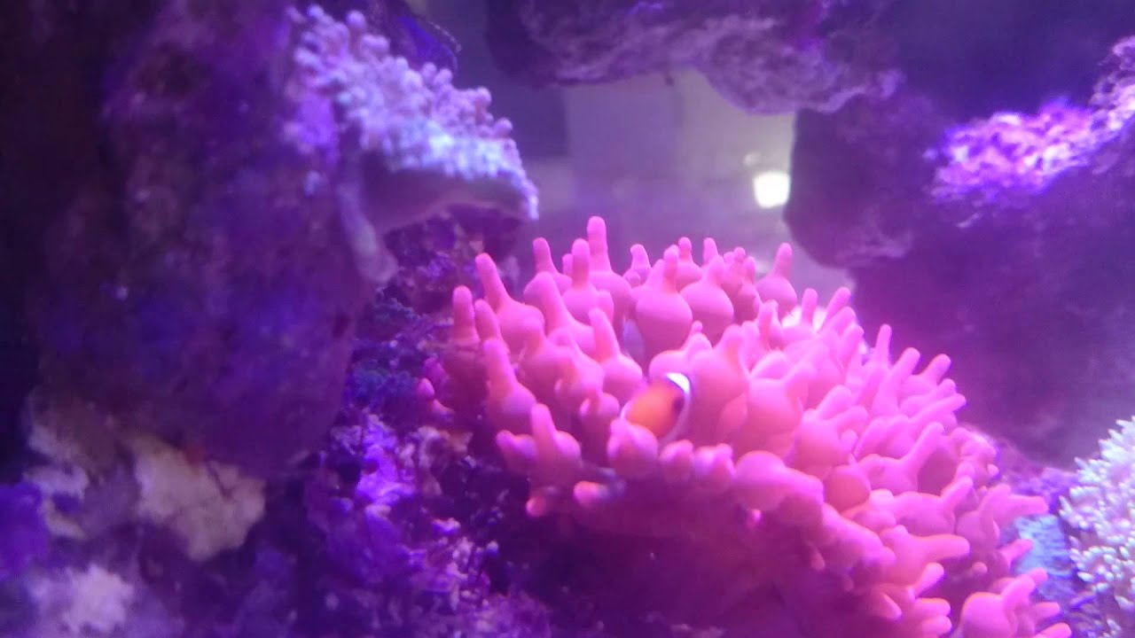 Clownfish Sleeping in Anemone - YouTube