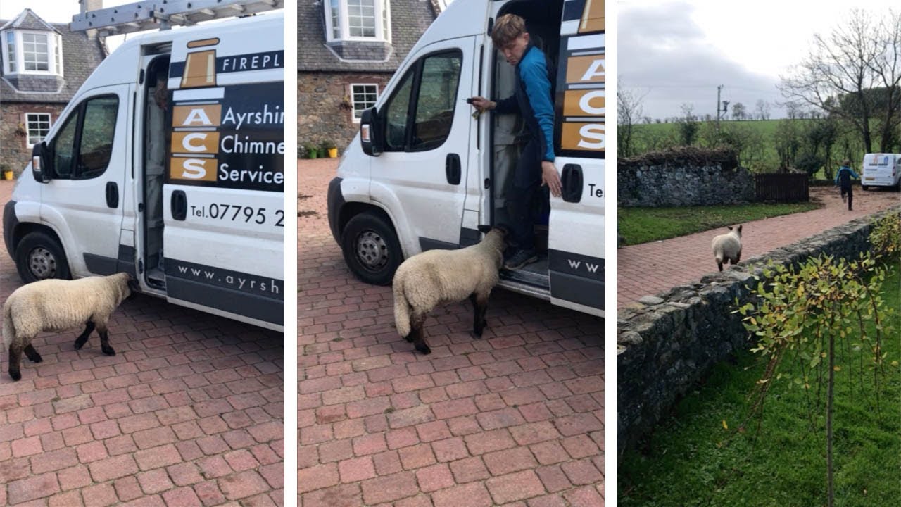 Workman Gets Chased Down By Sheep - YouTube