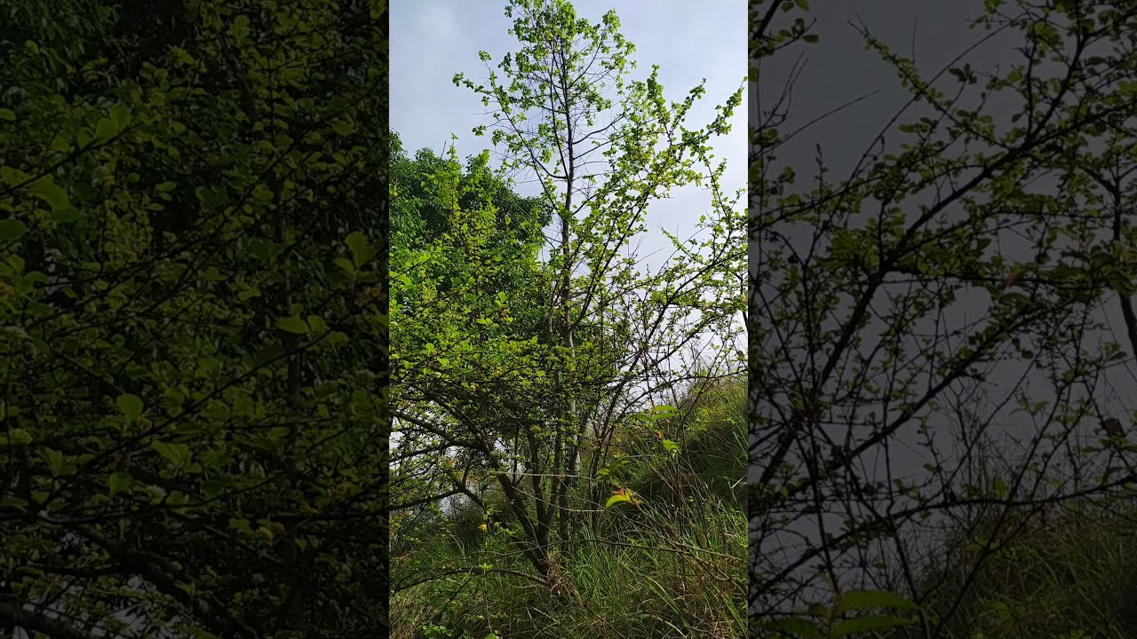 Madanphal Randia spinosa - YouTube