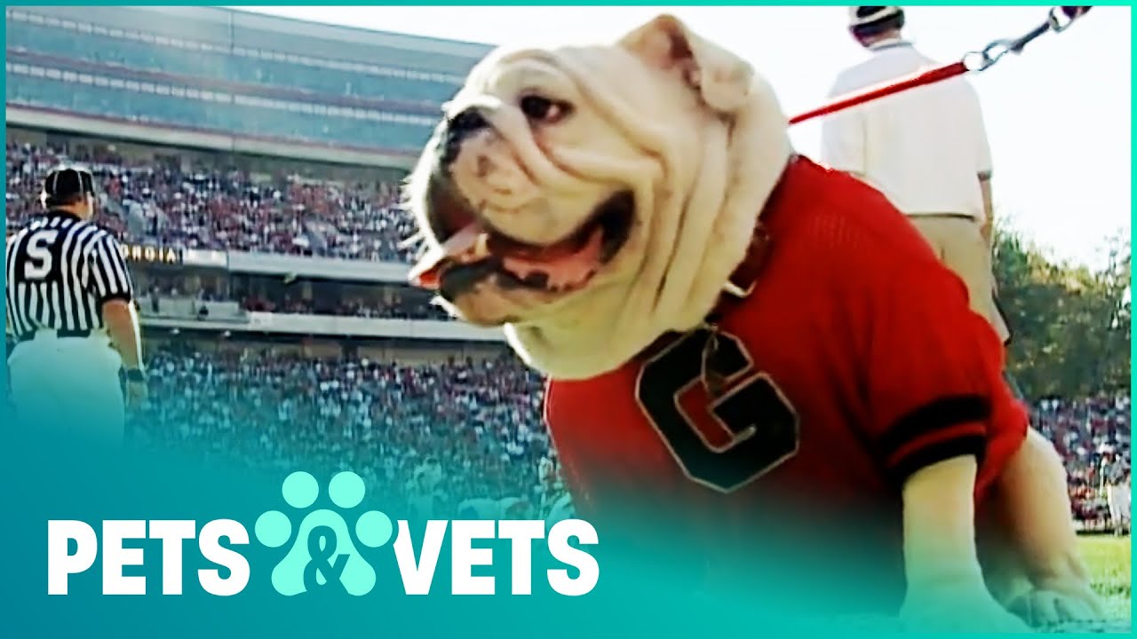 Uga The Bulldog That Won The Heart Of The Nation | Dogs with Jobs - YouTube