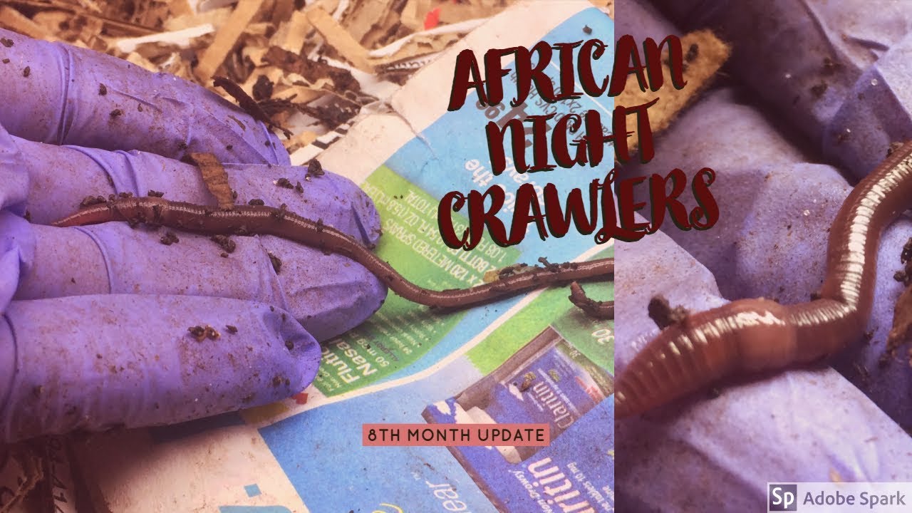 Finally, The African Nightcrawlers Are Here! Episode 1. - YouTube