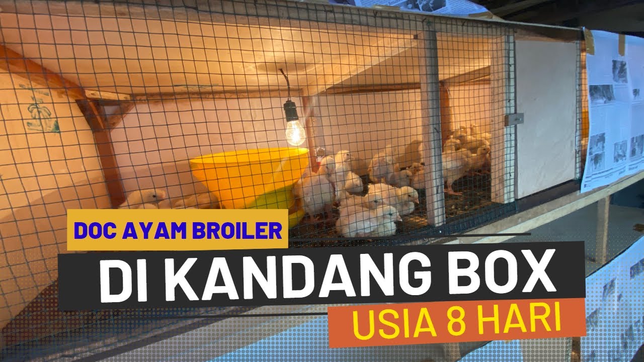 Ayam Broiler Usia 8 Hari - Pemeliharaan DOC Di Kandang Box - YouTube