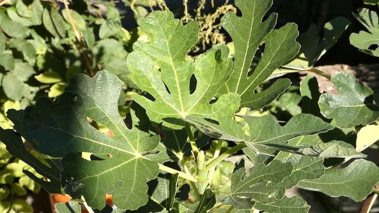 Madeleine des deux Saisons Feige 2018. Traditionelle französische ...