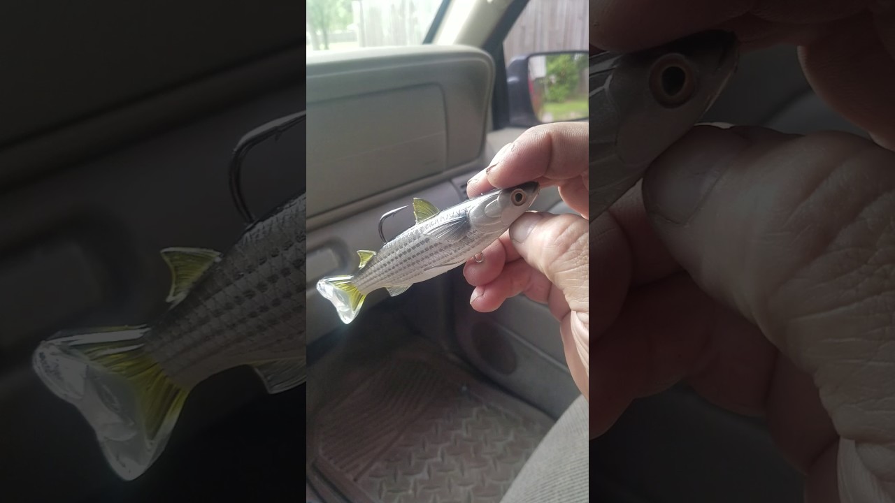 The new Live Target mullet ( swimbait series) - YouTube