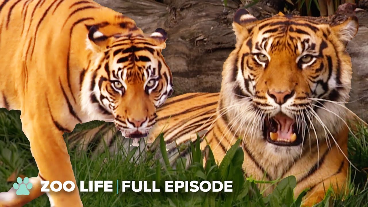 Tiger Match Making - Zookeepers Hope for A Perfect Love Match 🥰 | The ...
