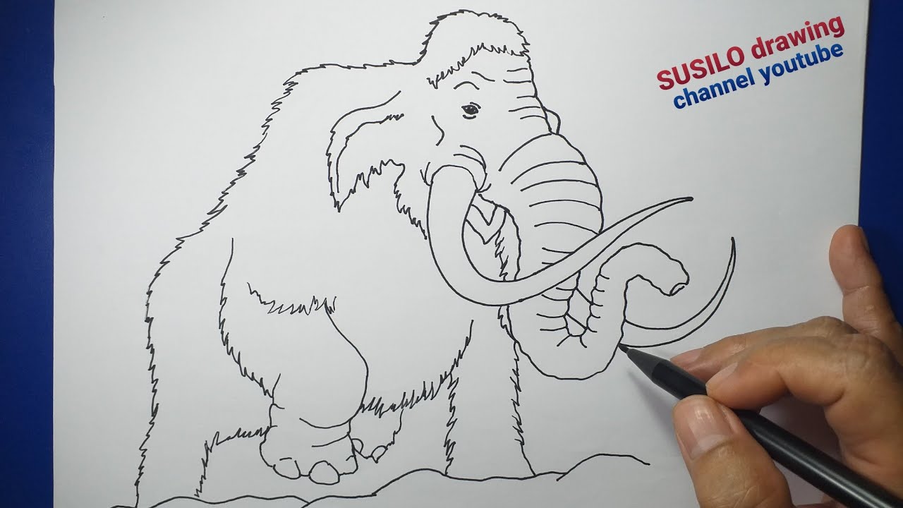 Cara Menggambar GAJAH MAMMOTH Untuk Pemula || How to draw MAMMOTH for ...