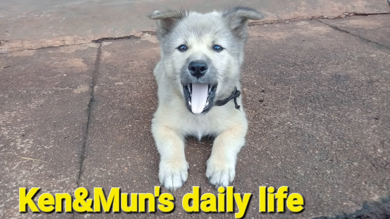 Cuộc sống hàng ngày của Ken&Mun.6724 - YouTube