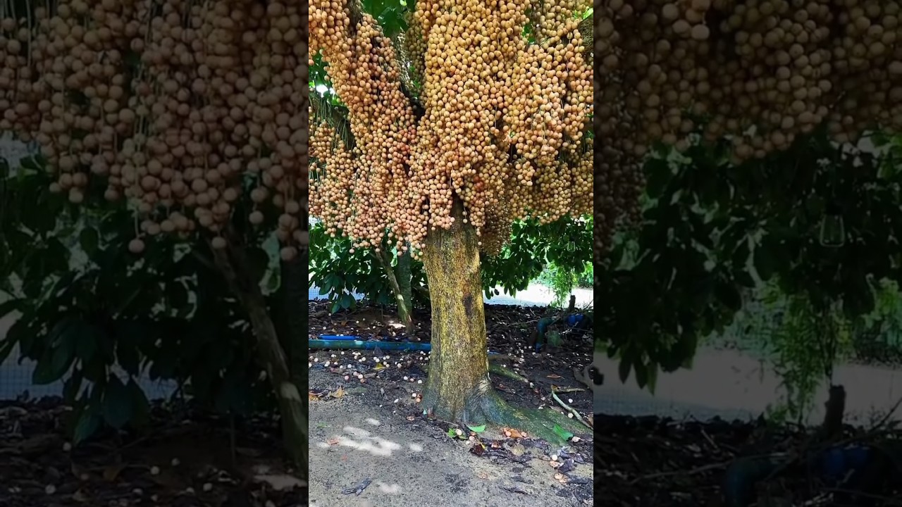 This is our Guangxi Longgong fruit, the Sanya fruit seedlings have a ...