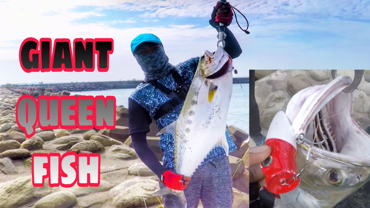 CATCH GIANT QUEEN FISH SA TAIWAN. INSPIRED BY HARABAS - YouTube