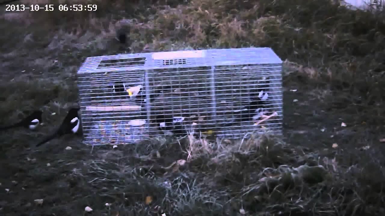 Traps To Catch Magpies