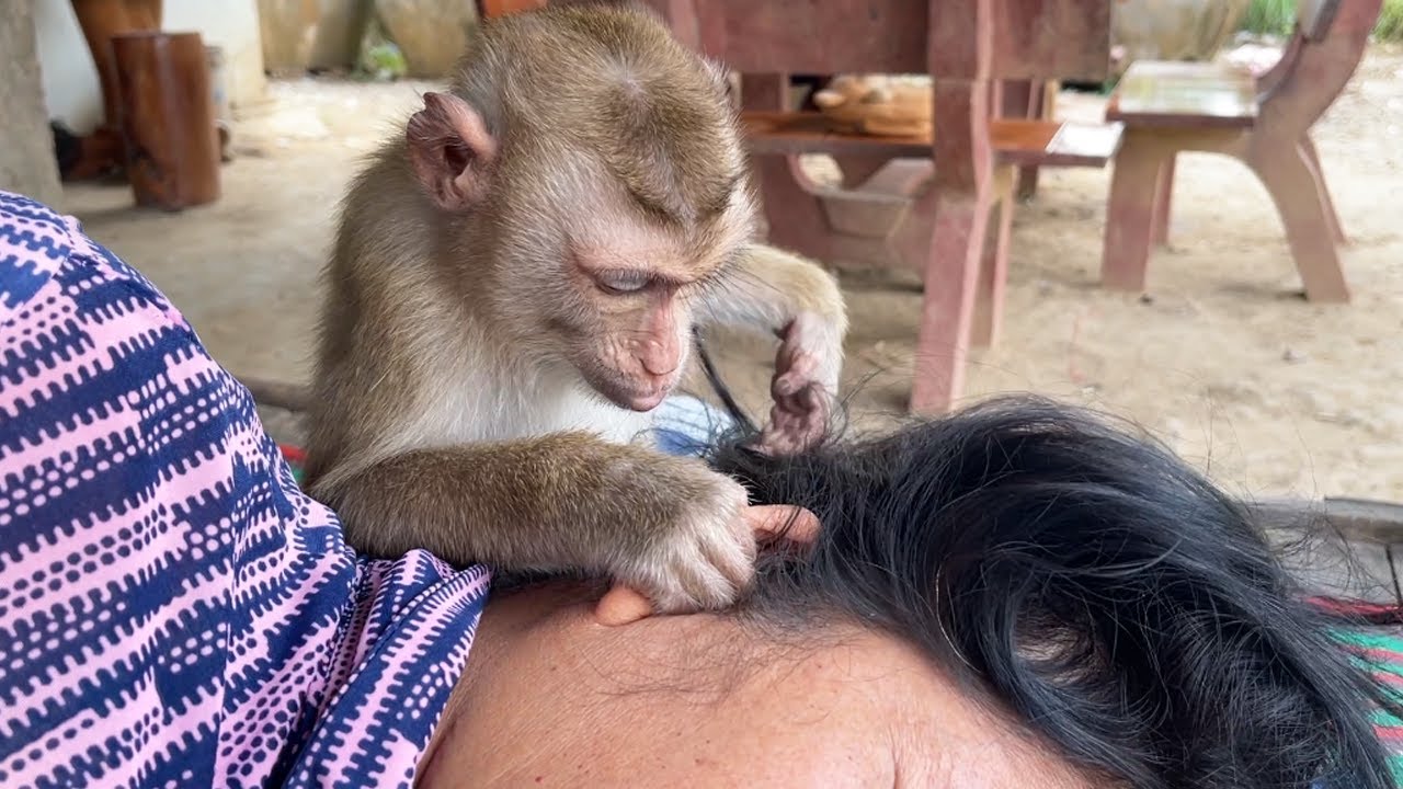 Cutest Talented Zueii Monkey Grooming Hair Grandma To Sleep - YouTube