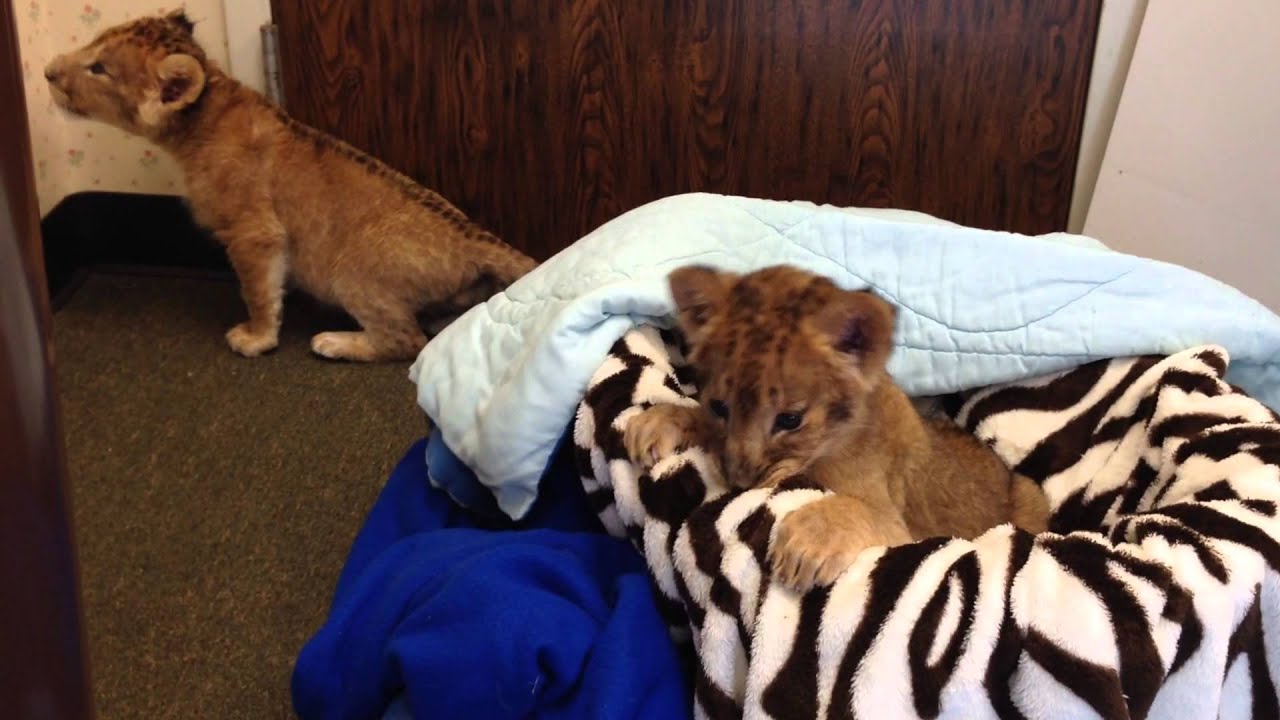 Adorable Baby Lions Play - YouTube