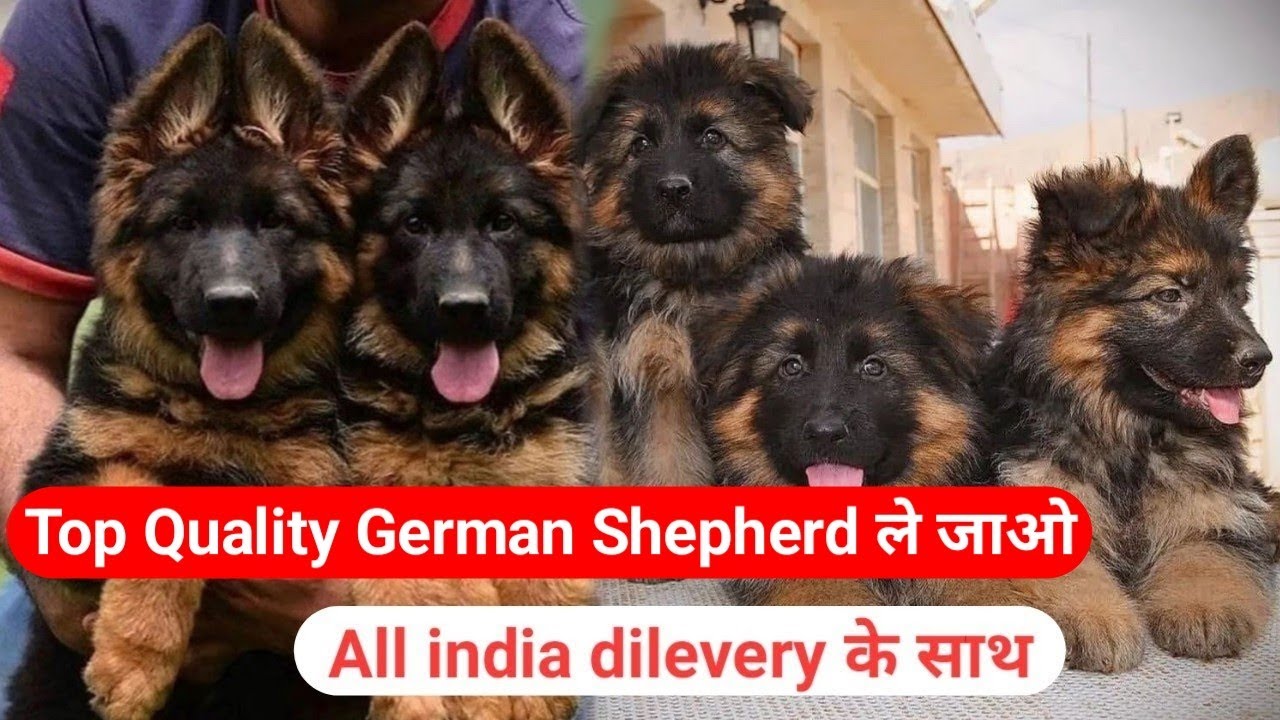 best Quality German Shepherd Puppies | Gsd puppy | Low Price Dog German ...