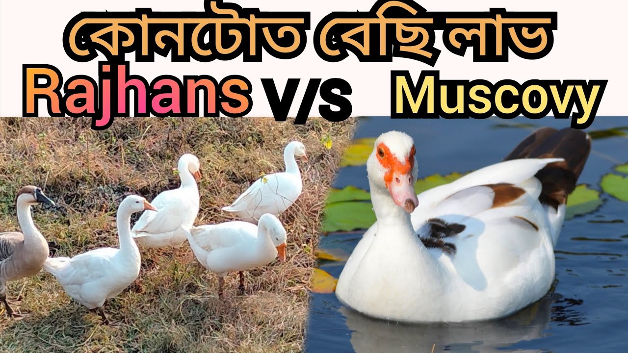 Rajhans vs muscovy Duck // Rajhans farming in Assam // muscovy Duck ...