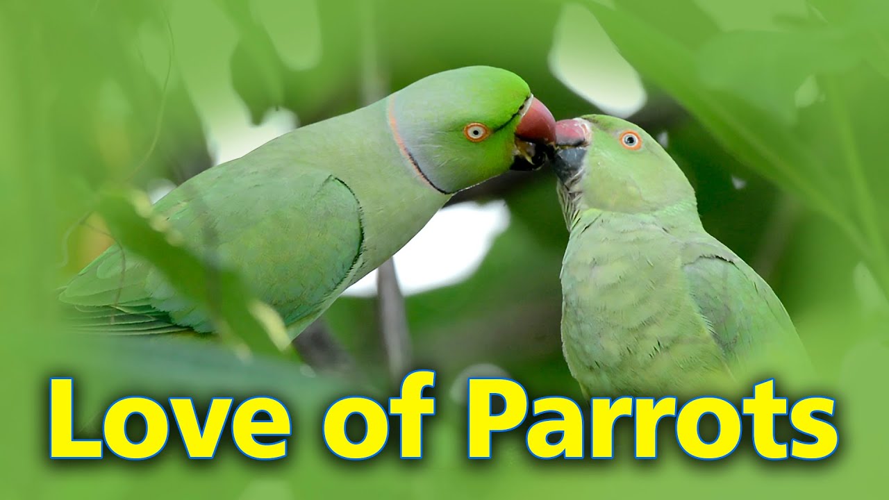Parrots Mating | wild sb | #parrot - YouTube
