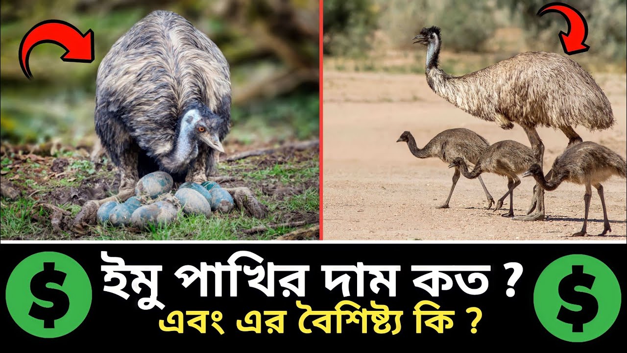 ইমু পাখির দাম কত?এবং পালন পদ্ধতি। কোথায় থেকে ক্রয় করবেন! emu bird ...