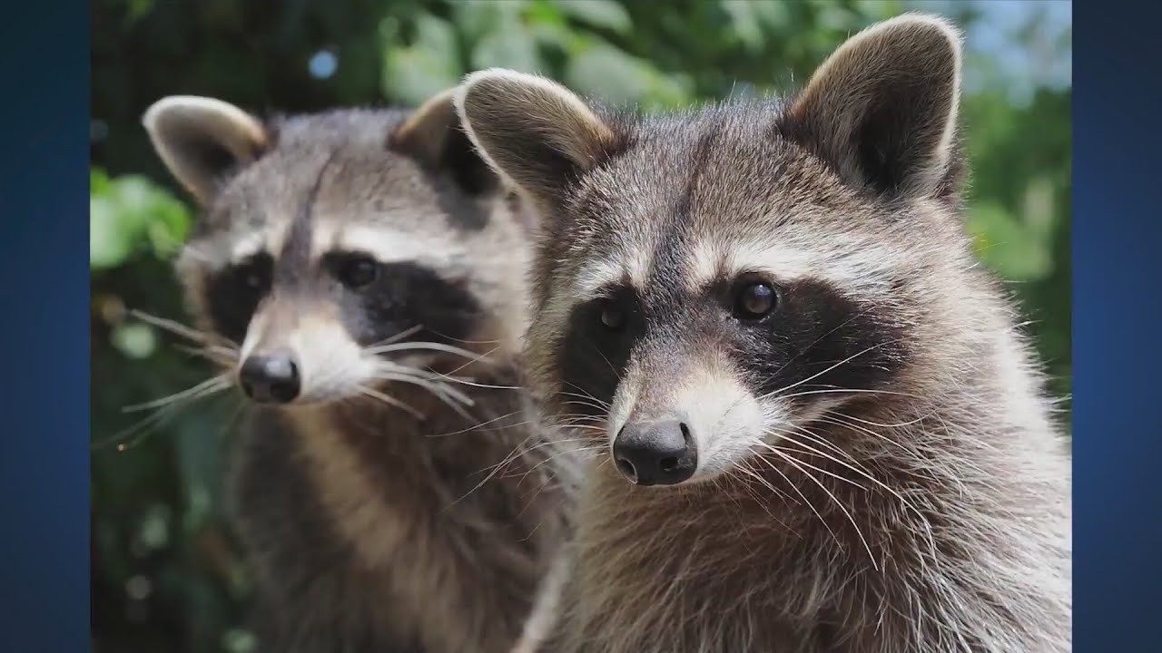 Lenoir County warns public of local rabid animals - YouTube