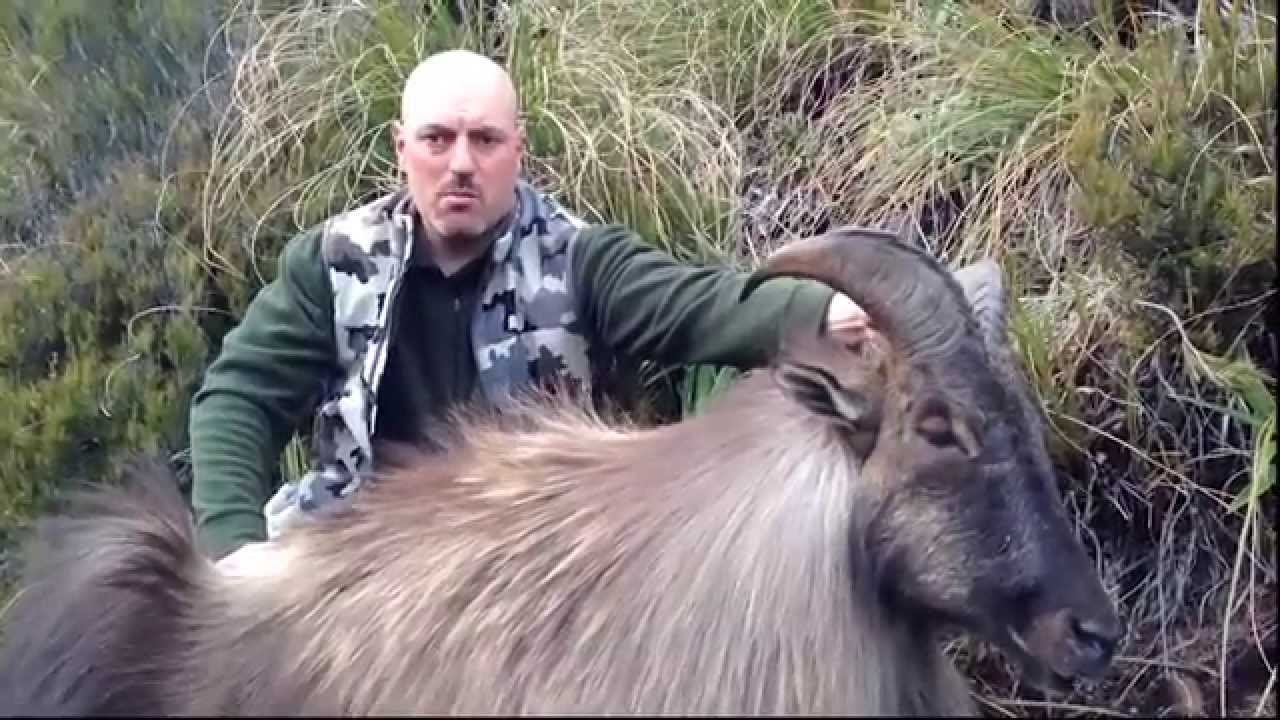 Hunting in New Zealand for Tahr by hunters from Azerbaijan - YouTube