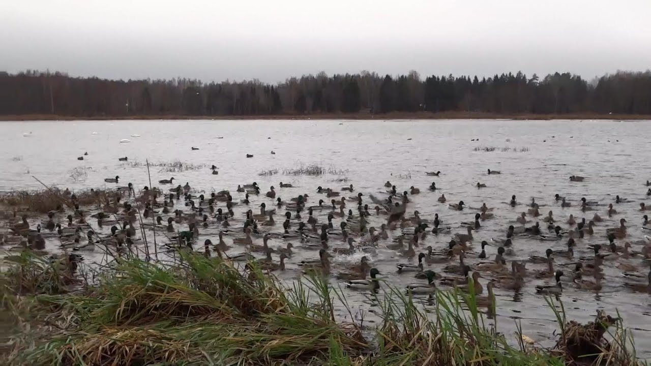 A Horde of Ducks Invading - YouTube