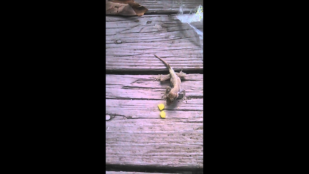 lizard eat ice cream - YouTube
