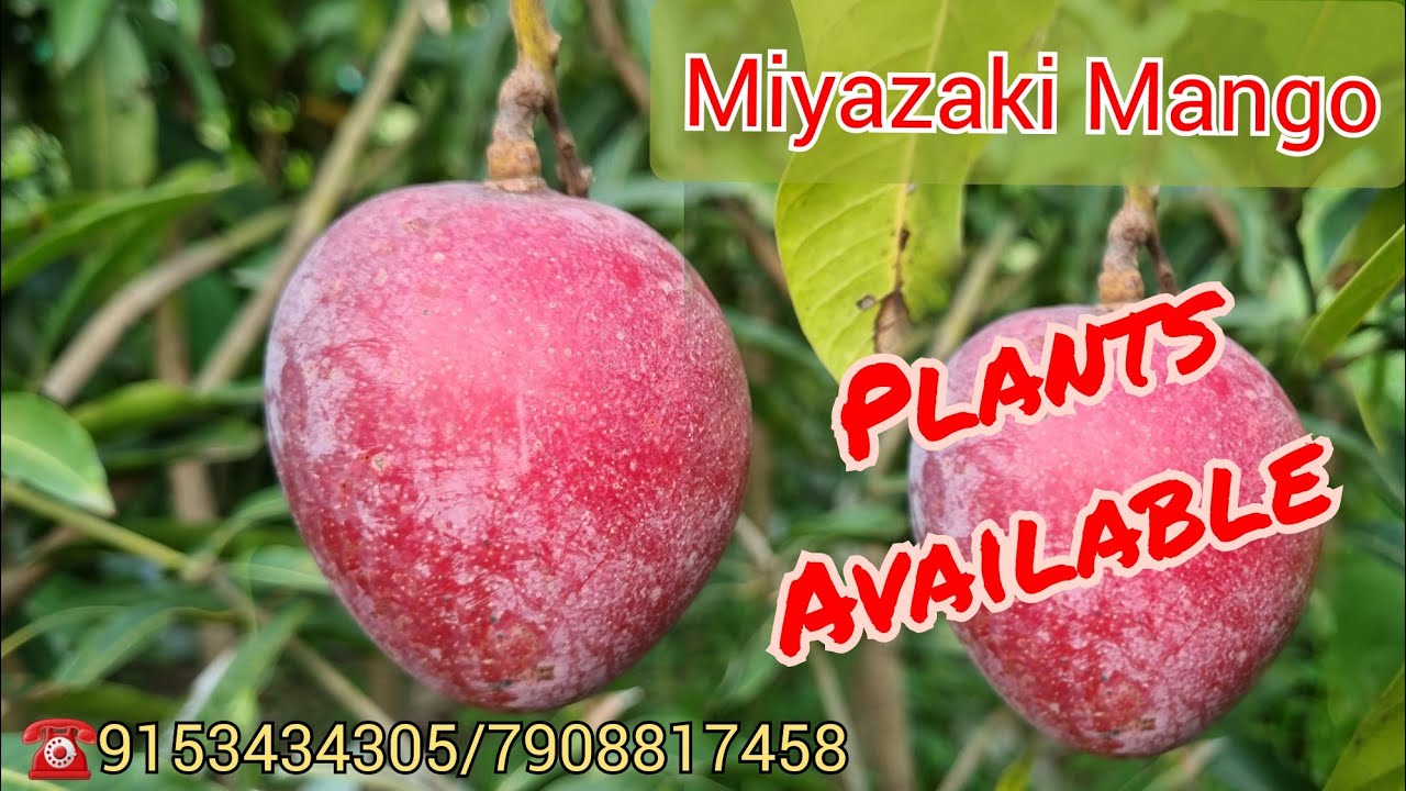 MIYAZAKI MANGO FRUIT (most expensive mango in tha world japanese ...