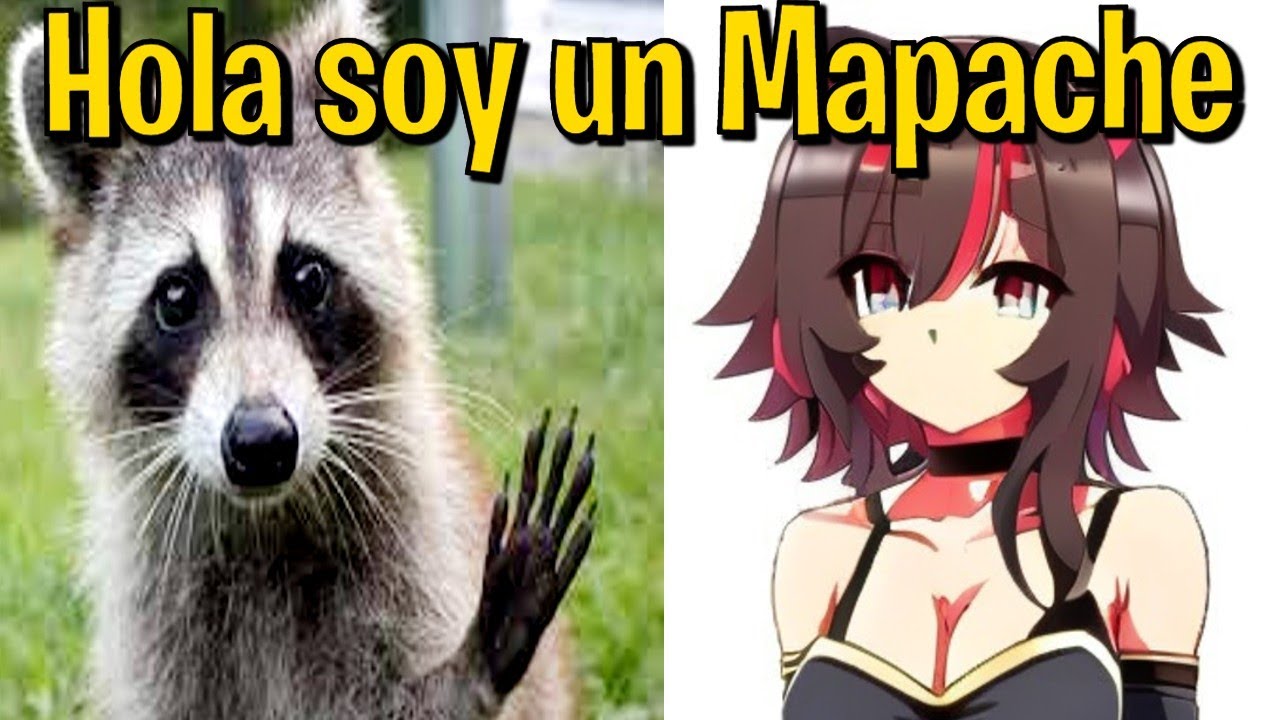 qué es un mapache ? - YouTube