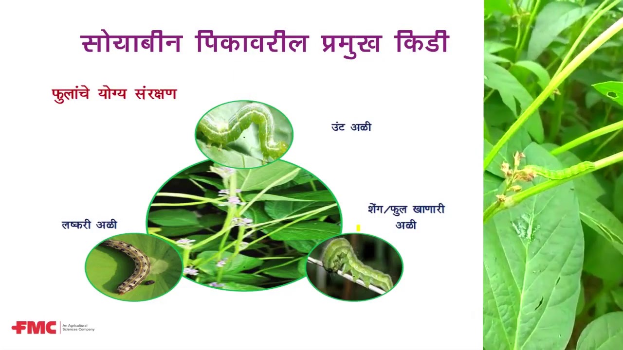 Insect Management in Soybean | Marathi | FMC India - YouTube