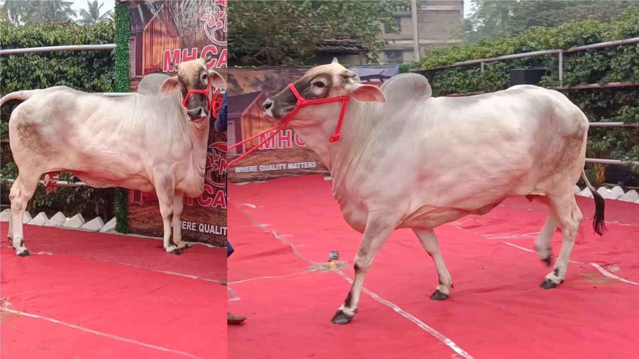 JHALAR ️MOST BEAUTIFUL AND BIGGEST SIZE PUNJAB COW COLLECTION 2024 OF ...