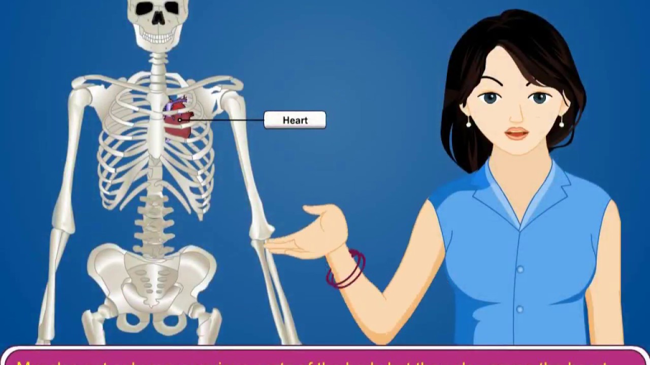 Muscular System - YouTube