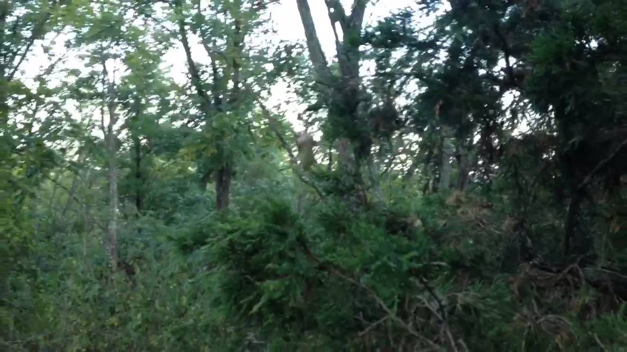 Leaf spinning on spider web strand - YouTube