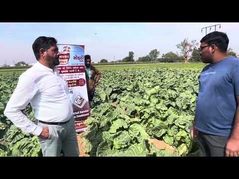 Tobacco with treatmant softosoil - YouTube